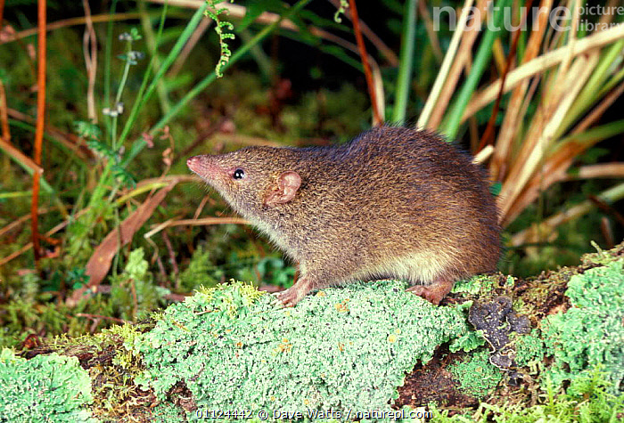 Stock photo of Swamp antechinus {Antechinus minimus} Tasmania, Africa ...