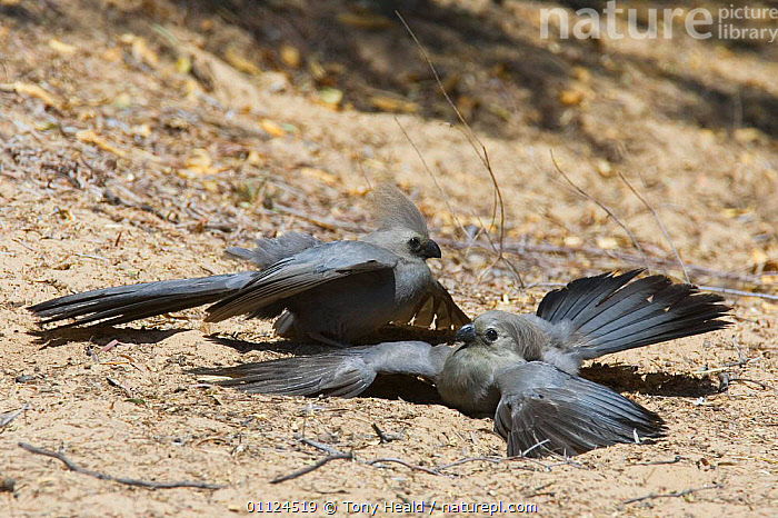 Stock photo of Grey lourie / Go away bird dust bathing, Namibia ...