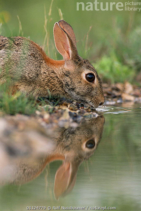 Stock photo of Eastern cottontail rabbit drinking {Sylvilagus ...