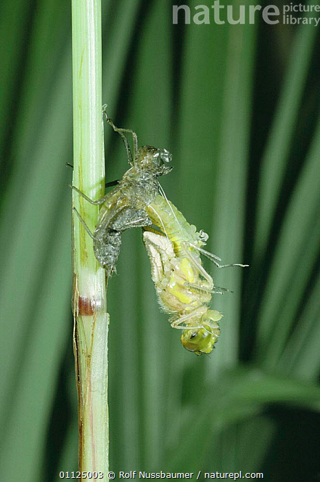 Stock photo of Black sympetrum dragonfly emerging from larval case ...