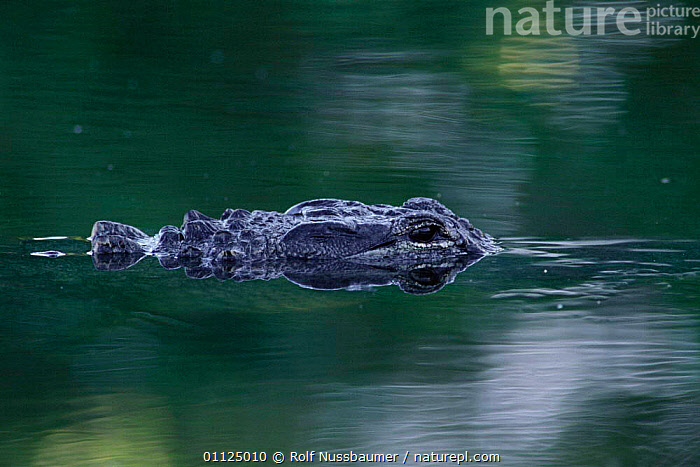 Stock photo of American alligator submerged {Alligator mississipiensis ...