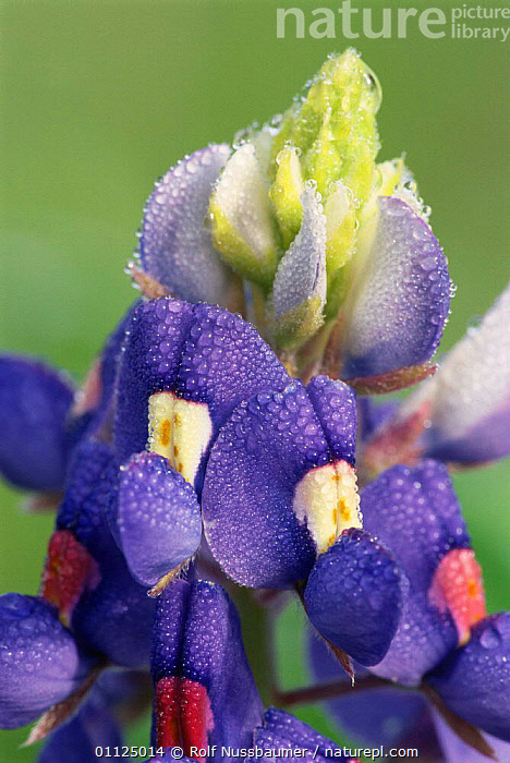 Stock photo of Texas bluebonnet flowers {Lupinus texensis} Texas, USA ...