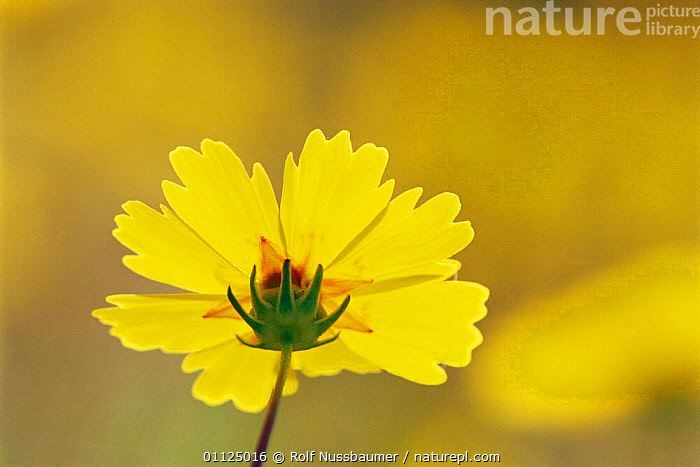 Stock photo of Coreopsis flower {Coreopsis tinctoria} Texas, USA ...
