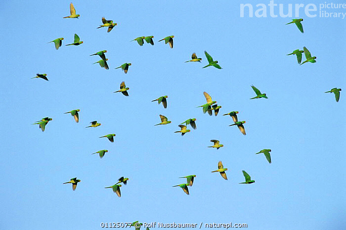 Stock photo of Flock of Green parakeets flying {Aratinga holochlora ...