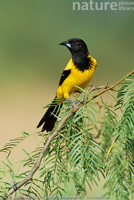 Stock photo of Audubon's oriole {Icterus graduacauda} Texas, USA ...