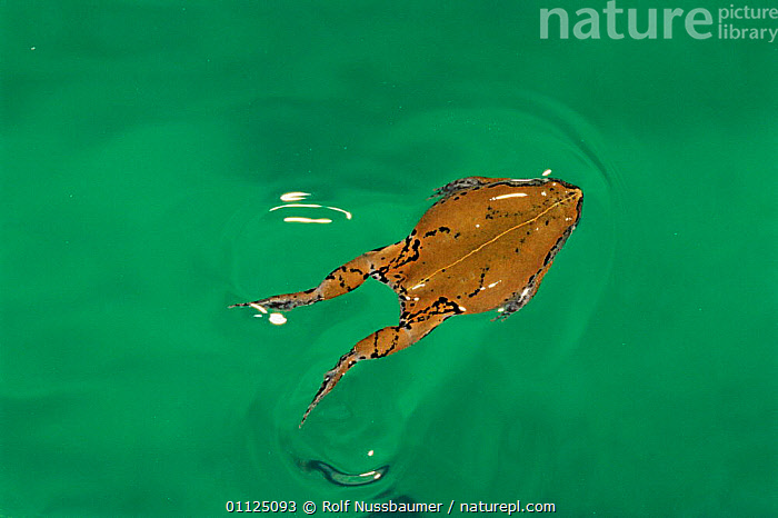 Stock photo of Sheep frog swimming {Hypopachus variolosus} Texas, USA ...