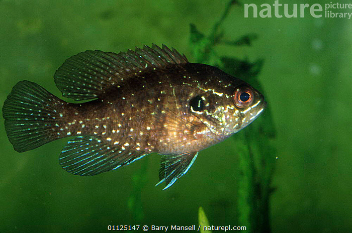 Stock photo of Banded sunfish {Enneacanthus obesus} Florida, USA ...
