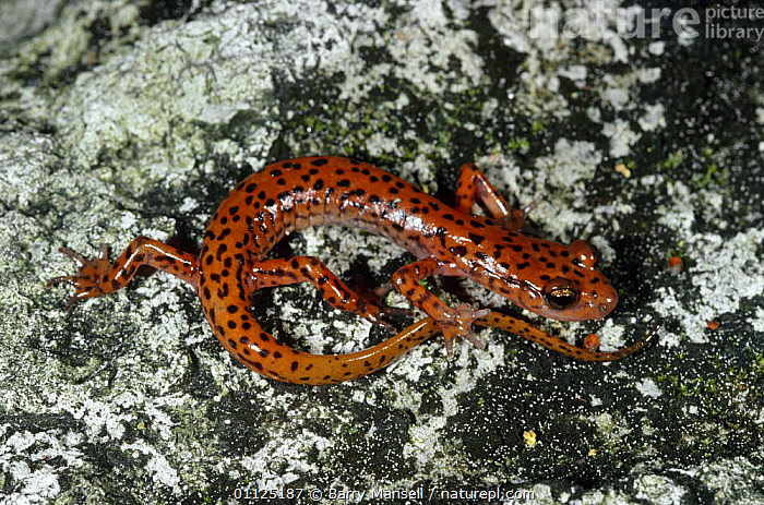 Stock photo of Cave salamander (Eurycea lucifuga) Georgia, USA ...