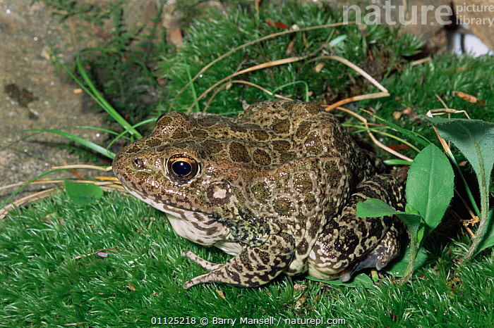 Stock photo of Crawfish frog {Rana areolata} Louisiana, USA.. Available ...