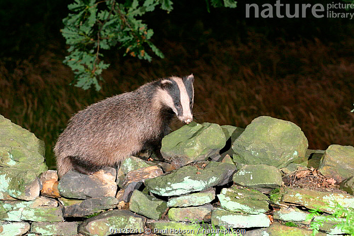 Stock photo of Badger on stone wall {Meles meles} Yorkshire, England ...