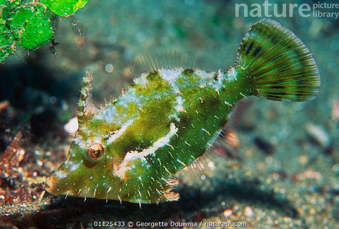 Stock photo of Seagrass filefish {Acreichthys tomentosus} Papua New ...