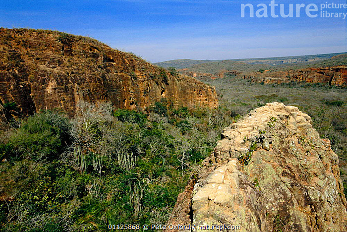 Stock photo of White sand stone cliffs in Caatinga habitat, Bahia State ...