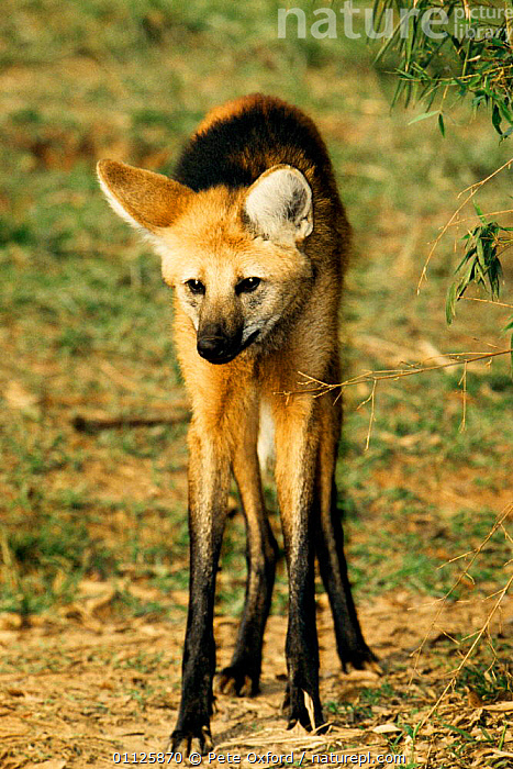Stock photo of Maned wolf {Chrysocyon brachyurus} Cerrado, Brazil ...