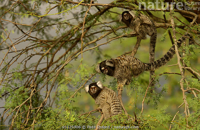 Stock photo of White tufted ear marmoset {Callithrix jacchus jacchus ...