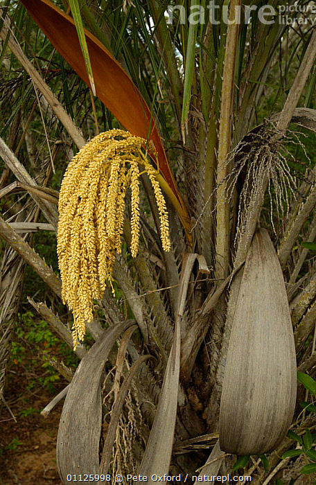 Stock photo of Licuri palm flower {Syagrus coronata} Caatinga, Brazil ...