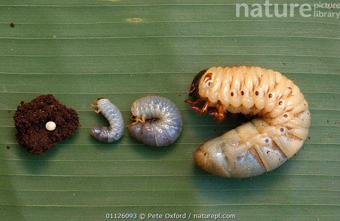 Hercules Beetle Eggs Oryctes Rhinoceros Wikipedia