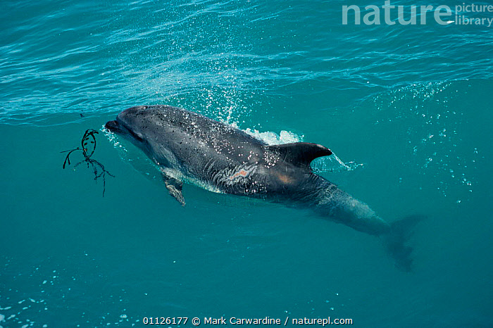 Stock photo of Bottlenose dolphin with propellor scars {Tursiops ...