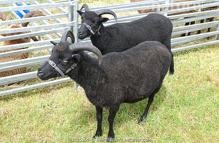 Stock photo of Hebridean sheep at Livestock show {Ovis aries ...