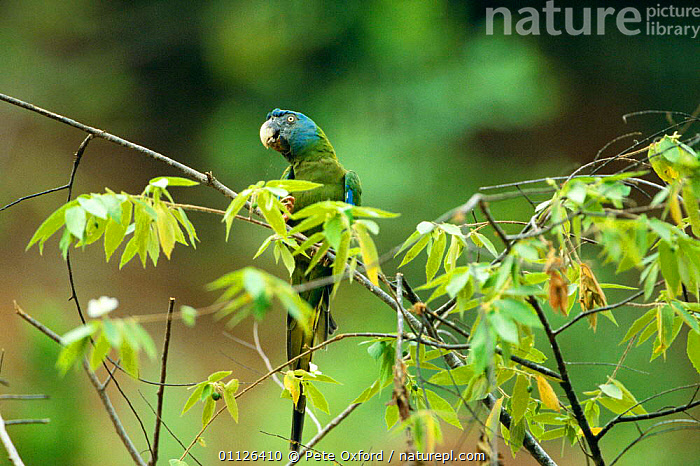 Stock photo of Blue headed macaw {Primolius couloni} Urubamba river ...