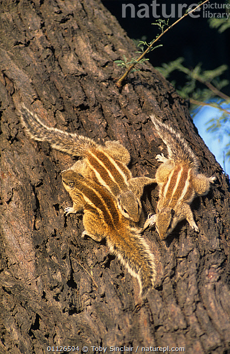 Stock photo of Three Five-striped palm squirrels {Funambulus pennanti ...