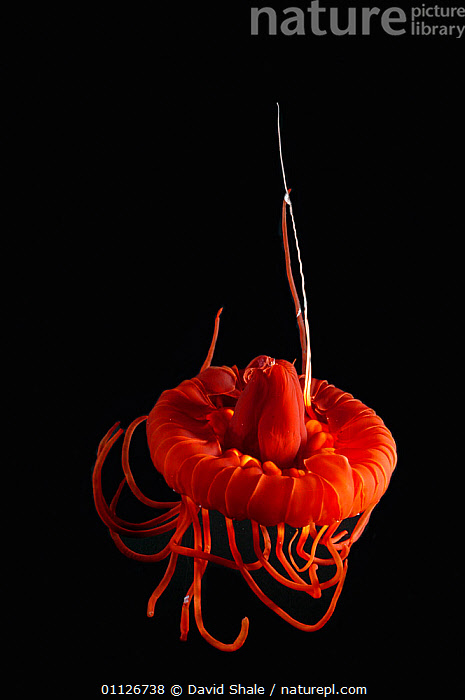 Stock photo of Scyphozoan jellyfish {Atolla gigantea} specimen from ...
