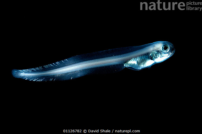 Stock photo of Juvenile Eel, Leptocephalus larval stage, Atlantic ...