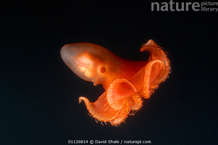 Stock photo of Deep sea Cirrate Octopod (Stauroteuthis syrtensis) from ...
