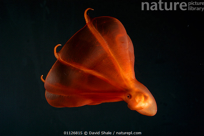 Stock photo of Deep sea Cirrate Octopod (Stauroteuthis syrtensis) from ...