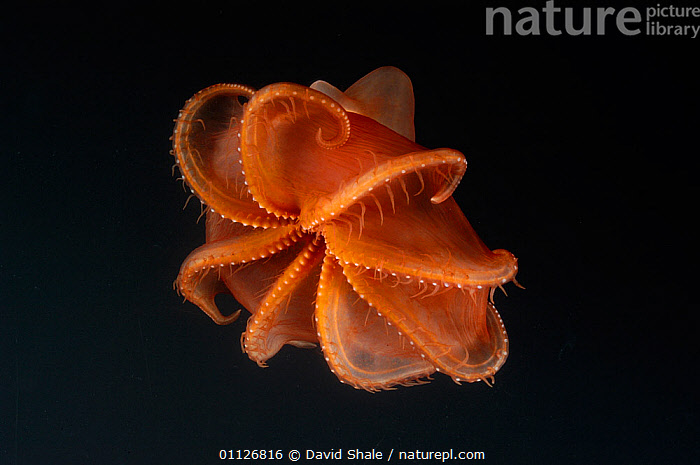 Stock photo of Deep sea Cirrate Octopod (Stauroteuthis syrtensis) from ...