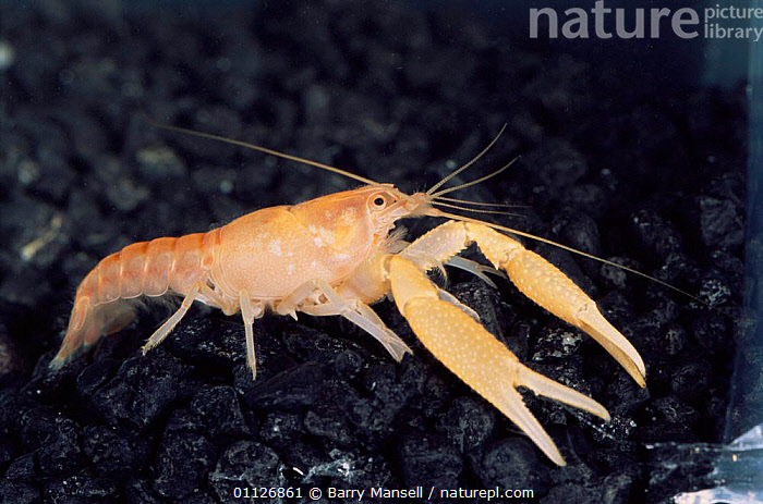 Stock photo of Miami cave crayfish from underground aquifer ...