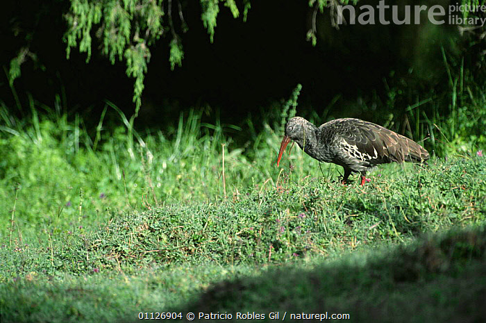 Stock photo of Wattled ibis {Bostrychia carunculata} Bale Mountains ...