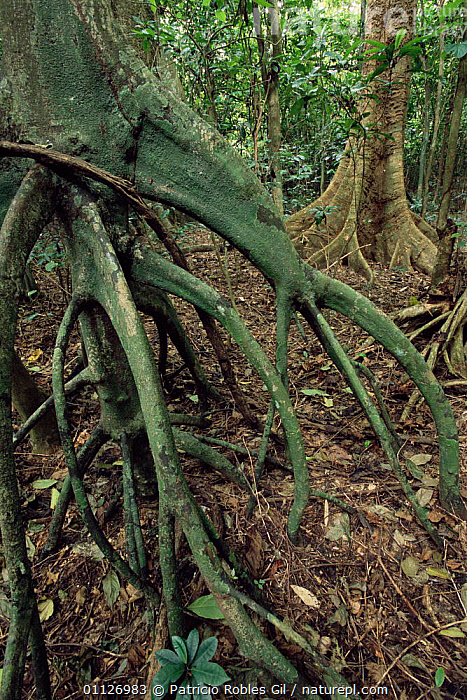 Stock photo of Aerial buttress roots of Nandai tree {Myristica fatua ...