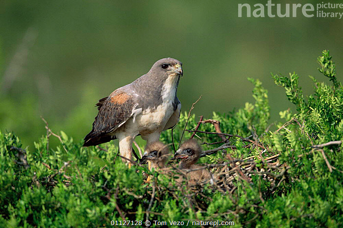 Stock photo of White tailed hawk at nest with chicks {Buteo ...