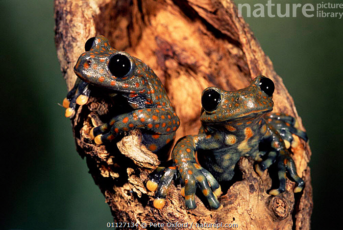 Stock photo of Male Strawberry tree frogs {Hyla pantosticta} Cloud ...
