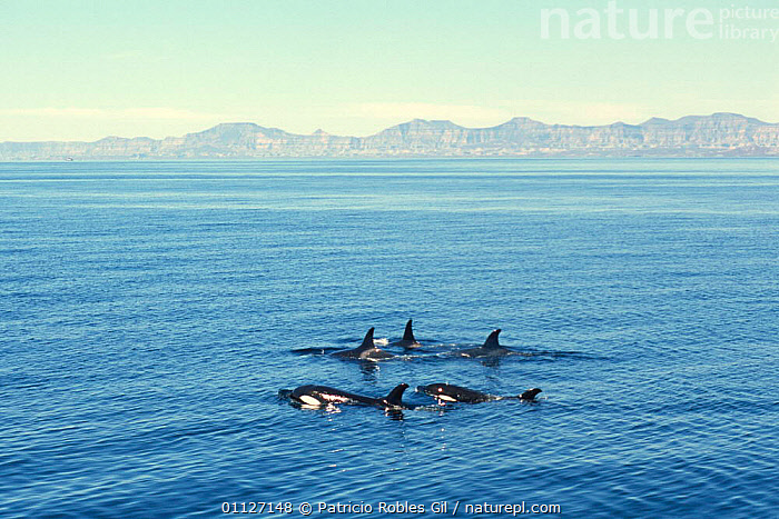Stock photo of Pod of Killer whales {Orcinus orca} Gulf of California ...