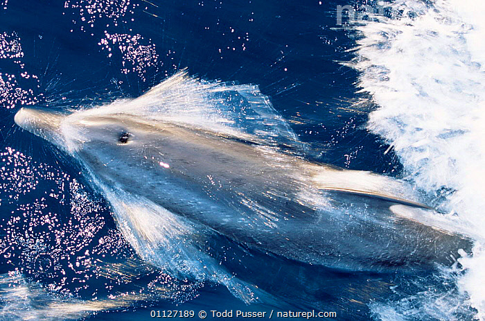 Stock photo of Atlantic spotted dolphin bow-riding {Stenella frontalis ...