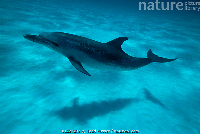 Stock photo of Atlantic spotted dolphin and shadow on seabed {Stenella ...