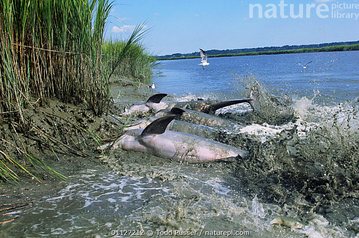 Stock photo of Bottlenose dolphins strand feeding at salt marsh ...
