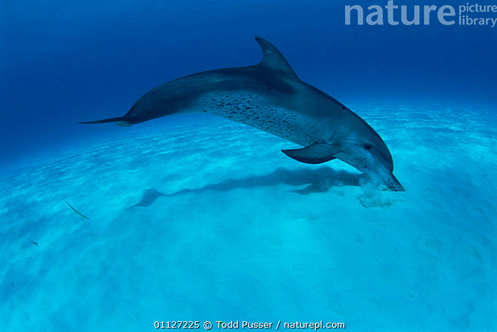 Stock photo of Atlantic spotted dolphin foraging for razor fish in ...
