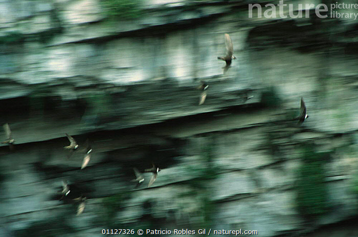Stock photo of White collared swifts flying {Streptoprocne zonaris ...