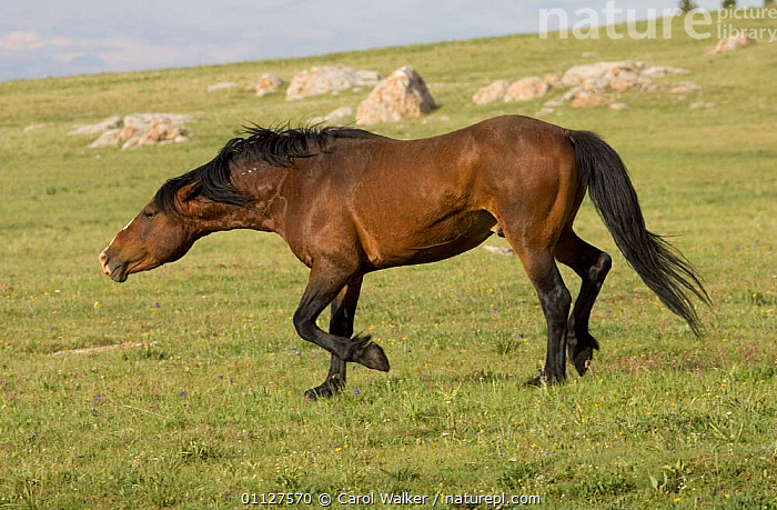 Stock photo of Mustang / Wild horse stallion snaking neck aggressively ...