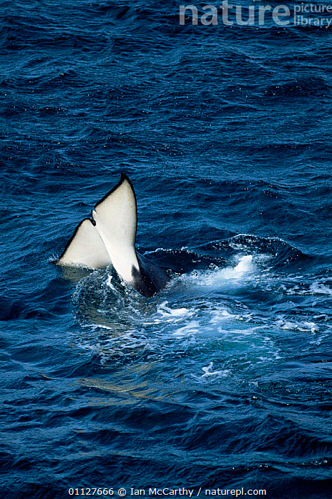 Stock photo of Killer whale {Orcinus orca} diving, Marion Island, sub ...
