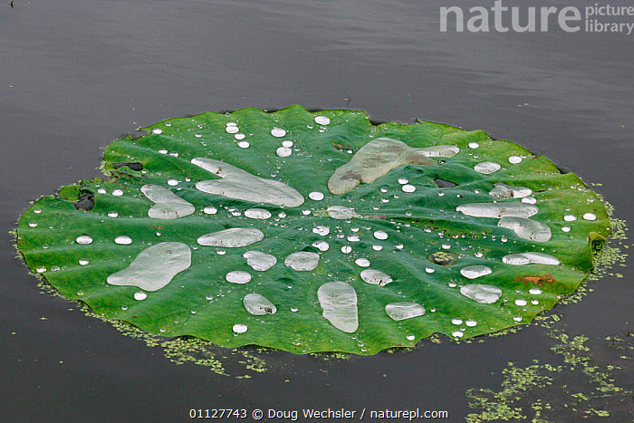 Stock photo of Floating lily pad leaf of American lotus {Nelumbo lutea ...