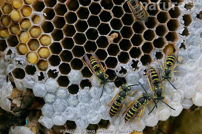 Stock photo of Eastern yellowjacket nest {Vespula maculifrons} with egg ...