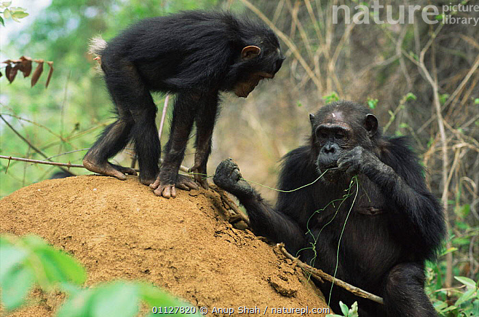 Stock photo of Male Chimpanzee tool making at termite mound, 'Gremlin ...