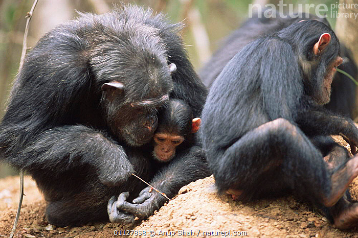 Stock photo of Chimpanzee watches mother fishing for termites, Gombe NP ...