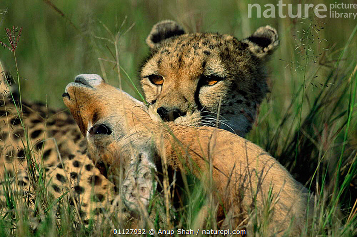Stock photo of Female Cheetah bites throat of gazelle prey, Masai Mara ...