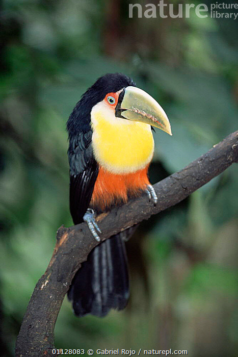 Stock photo of Red breasted toucan {Ramphastos dicolorus} Iguazu NP ...