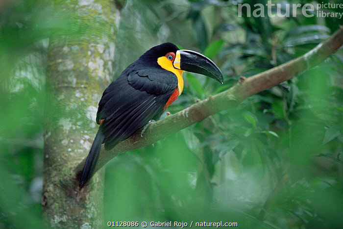 Stock photo of Ariel toucan (Ramphastos ariel) Iguazu NP, Brazil ...