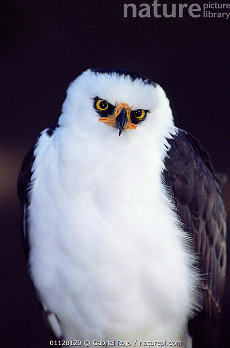 Stock photo of Black and white hawk eagle, captive {Spizaetus ...